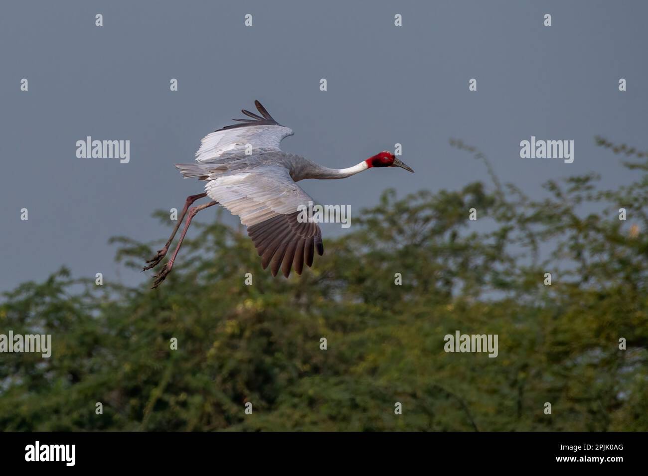 Sarus crane (Antigone antigone), a large nonmigratory crane and tallest ...