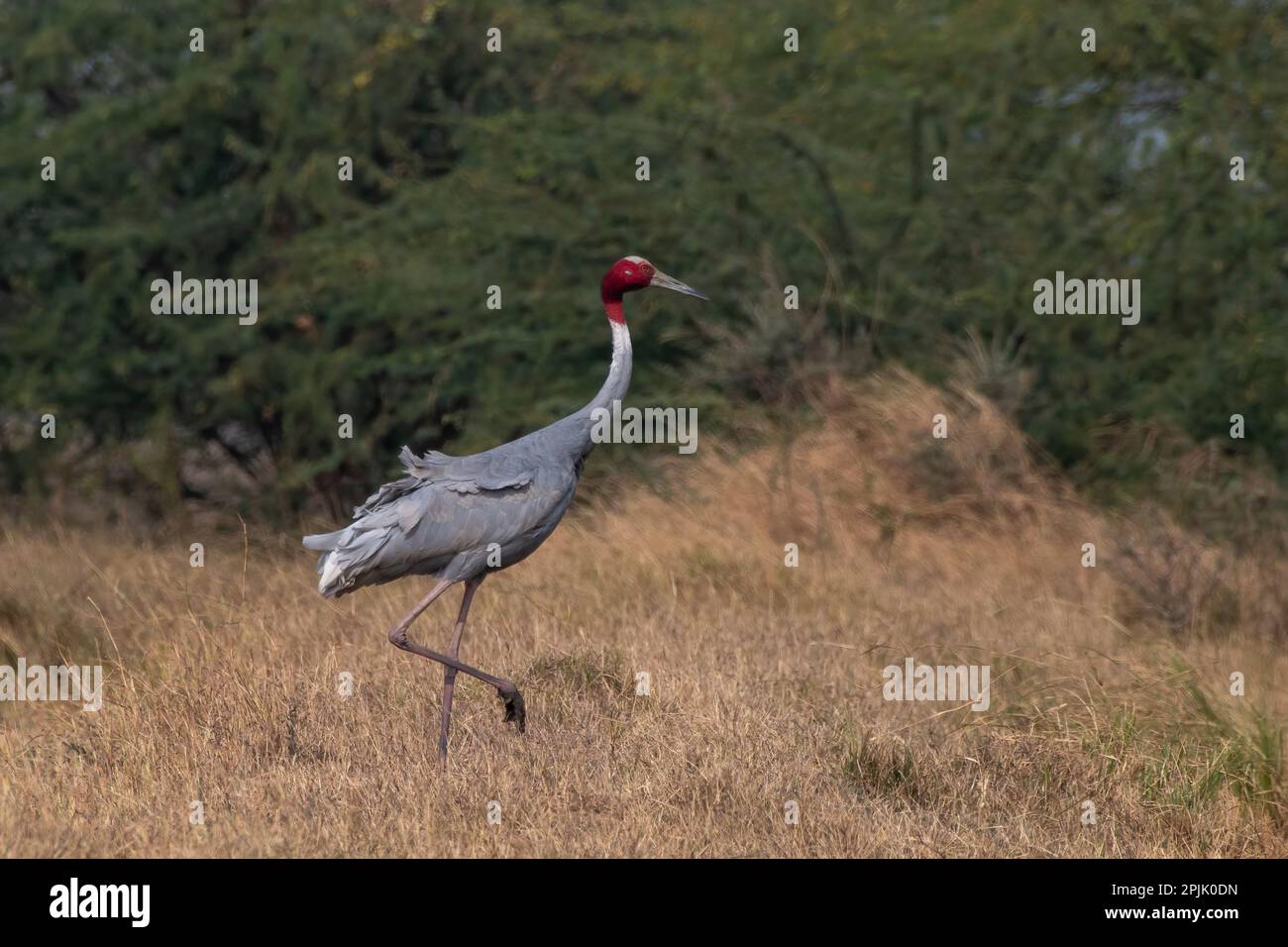 Sarus crane (Antigone antigone), a large nonmigratory crane and tallest ...