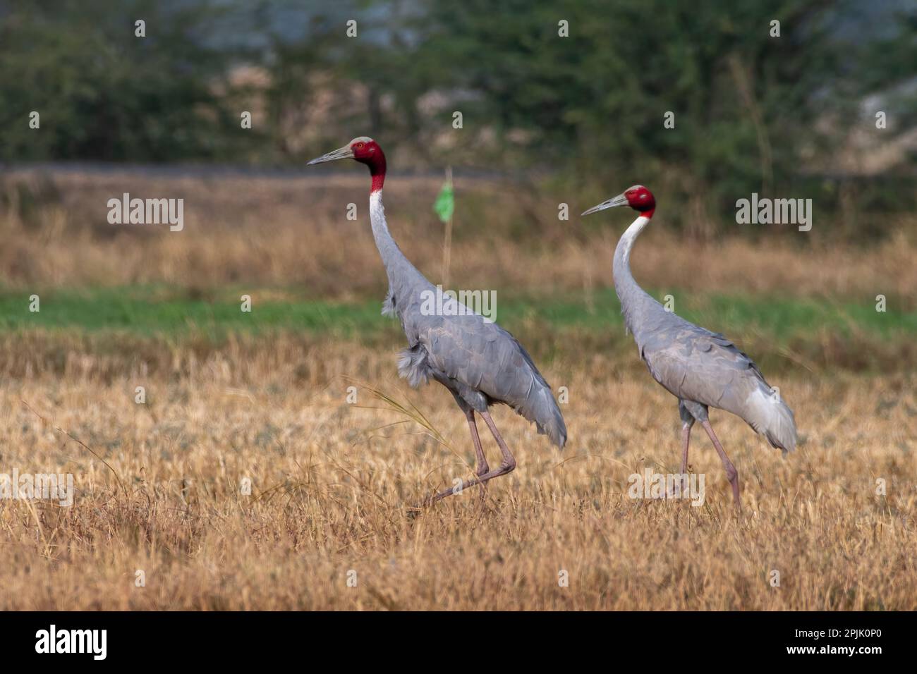 Sarus crane (Antigone antigone), a large nonmigratory crane and tallest ...