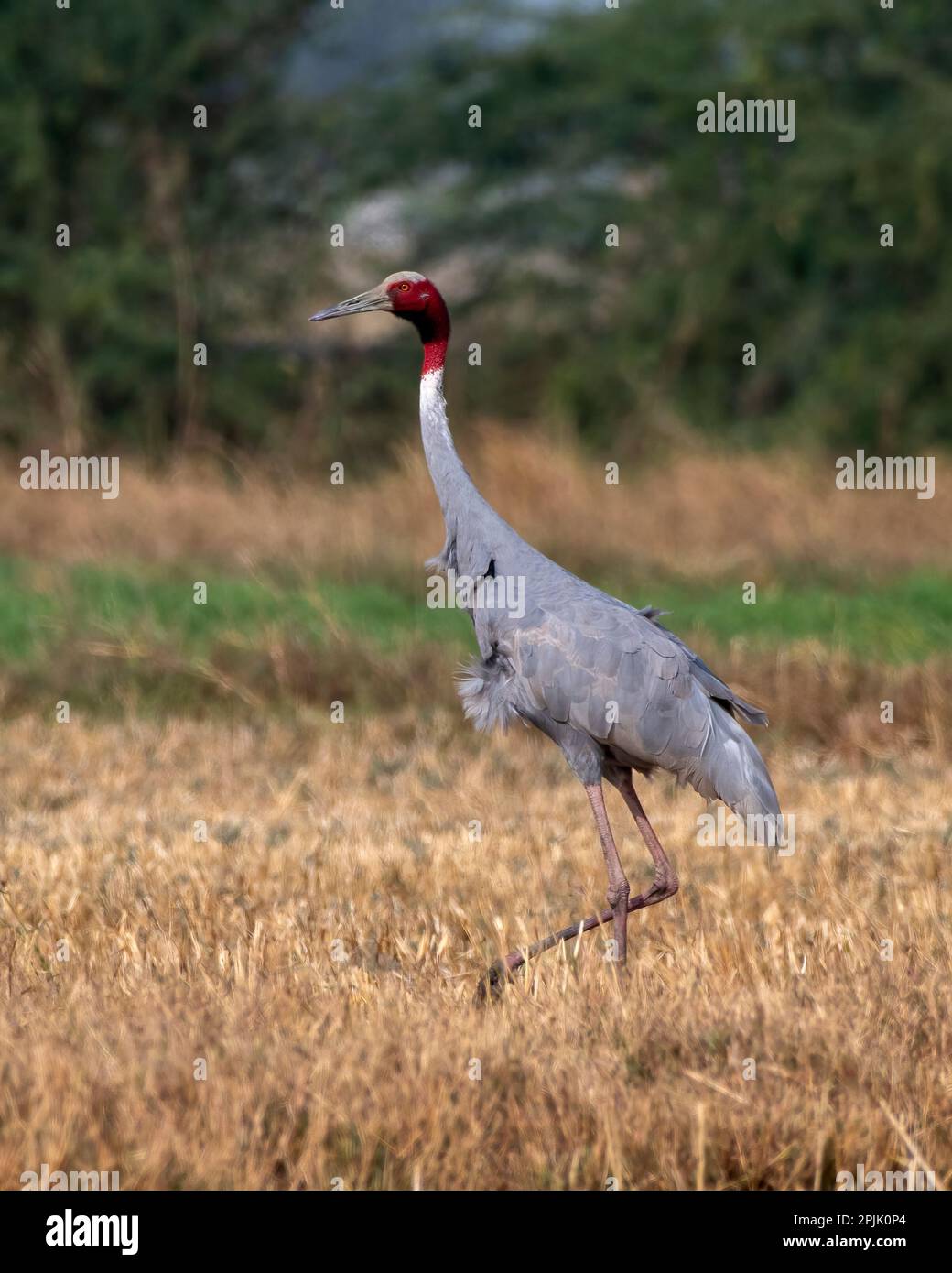 Sarus crane (Antigone antigone), a large nonmigratory crane and tallest ...