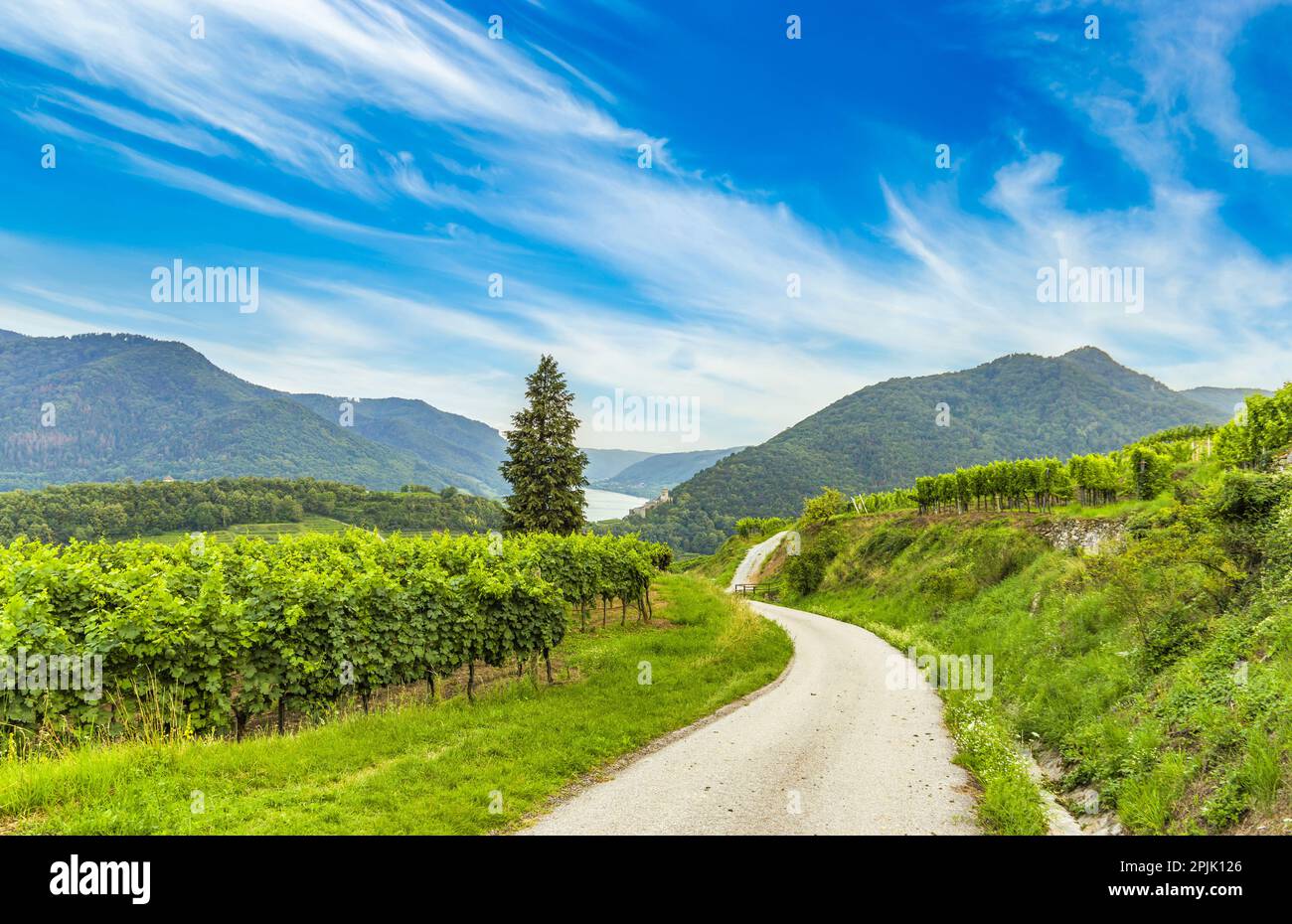 Scenic View into the Wachau valley with Danube river. Spitz town ...