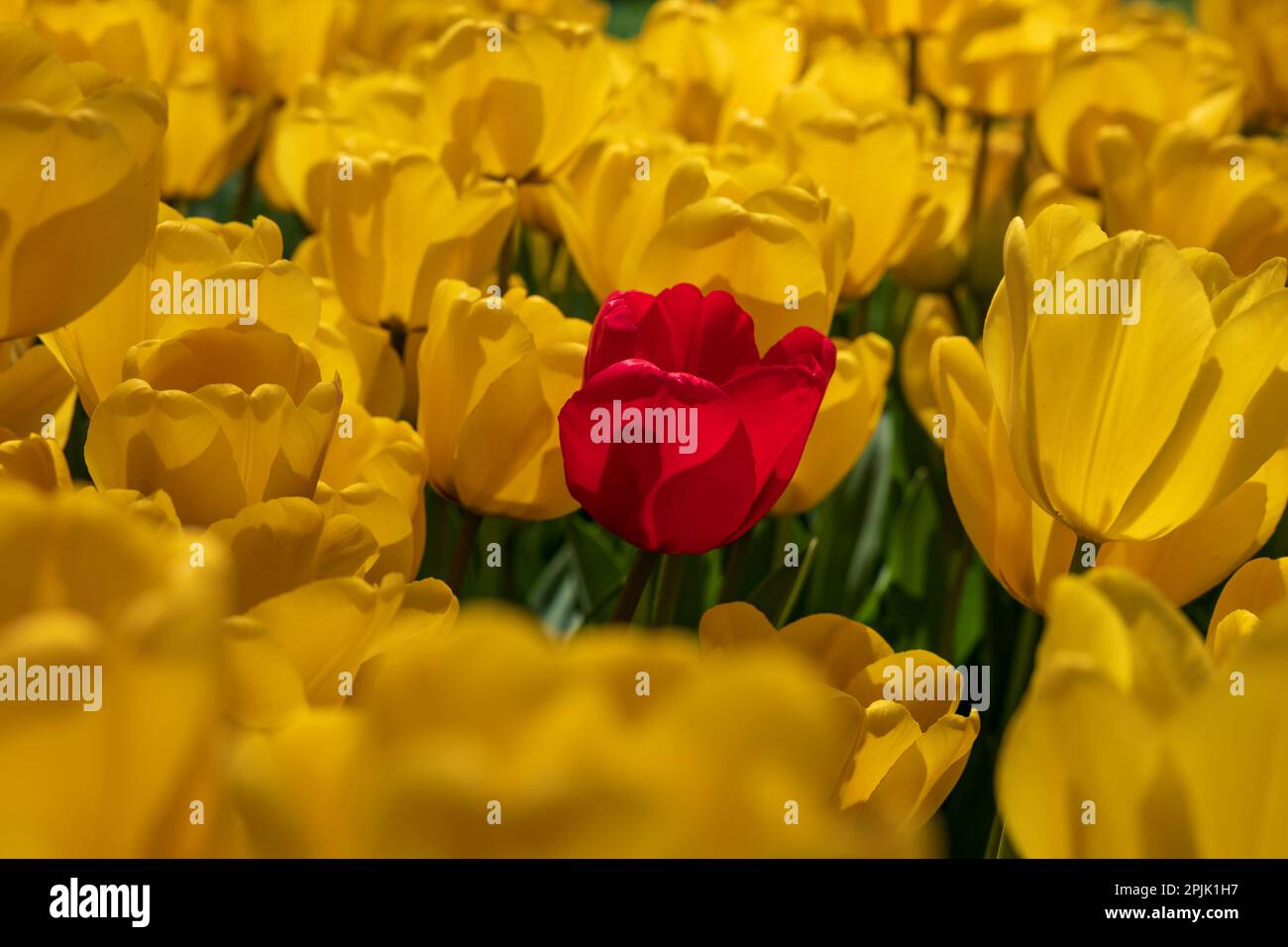 A red tulip in yellow tulips. Spring blossom background photo. Tulips ...