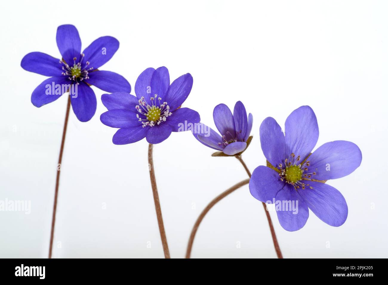 Four hepaticas against white background Stock Photo - Alamy