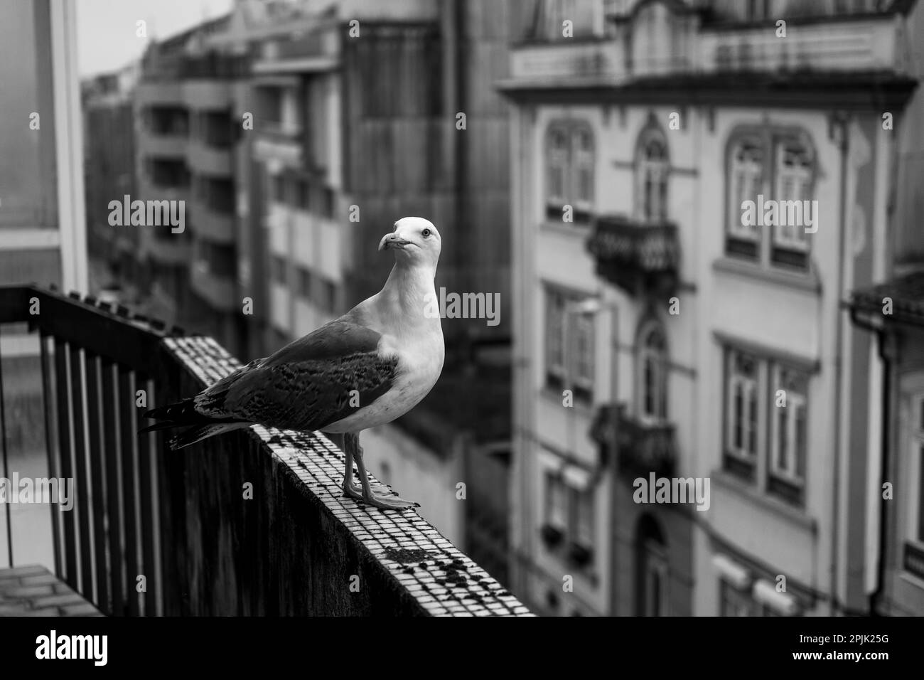 A seagull sits on a window sill. Portugal. Black and white photo Stock ...