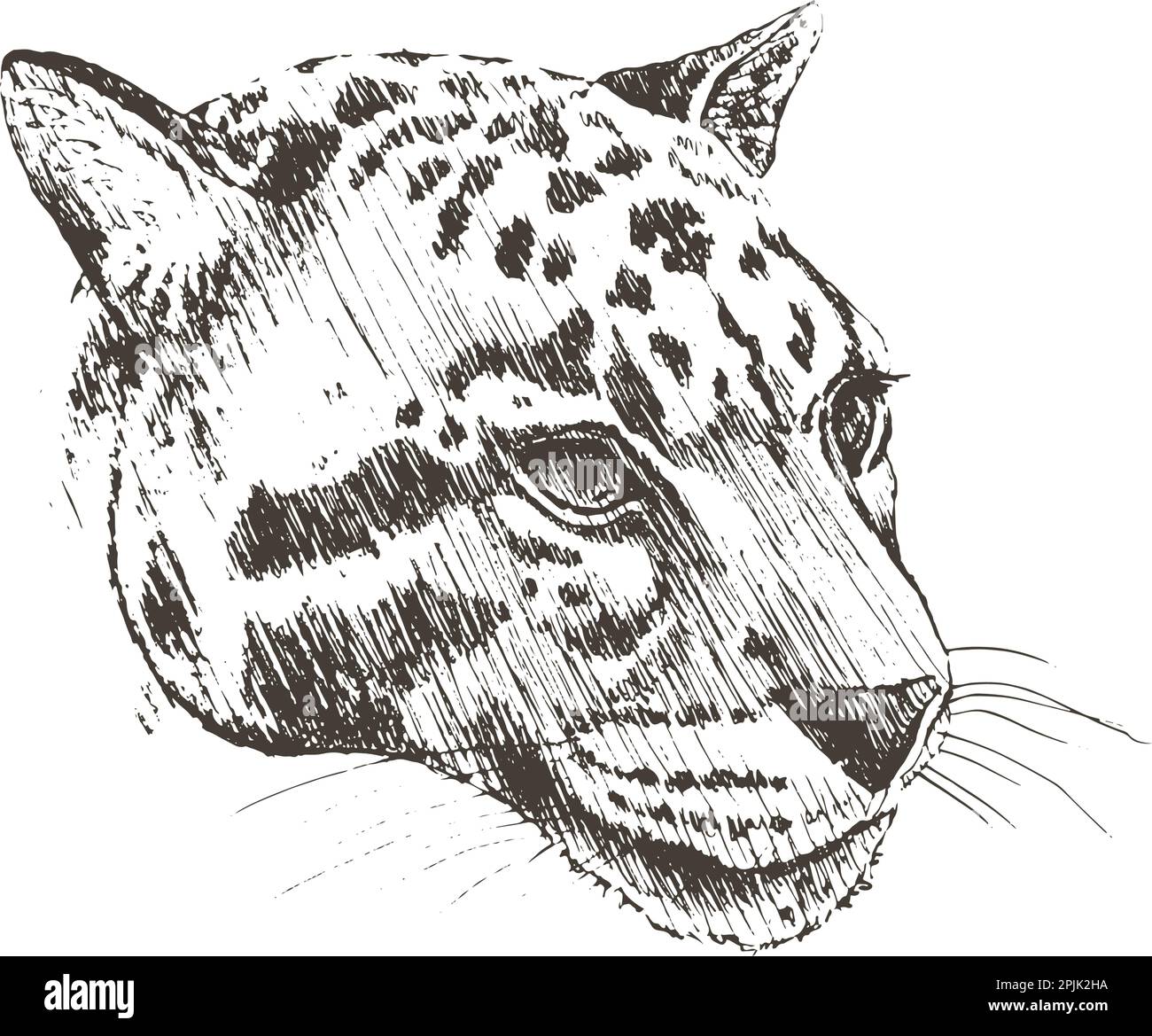Jaguar, leopard, panther, hand drawn, vector illustration Stock Vector ...