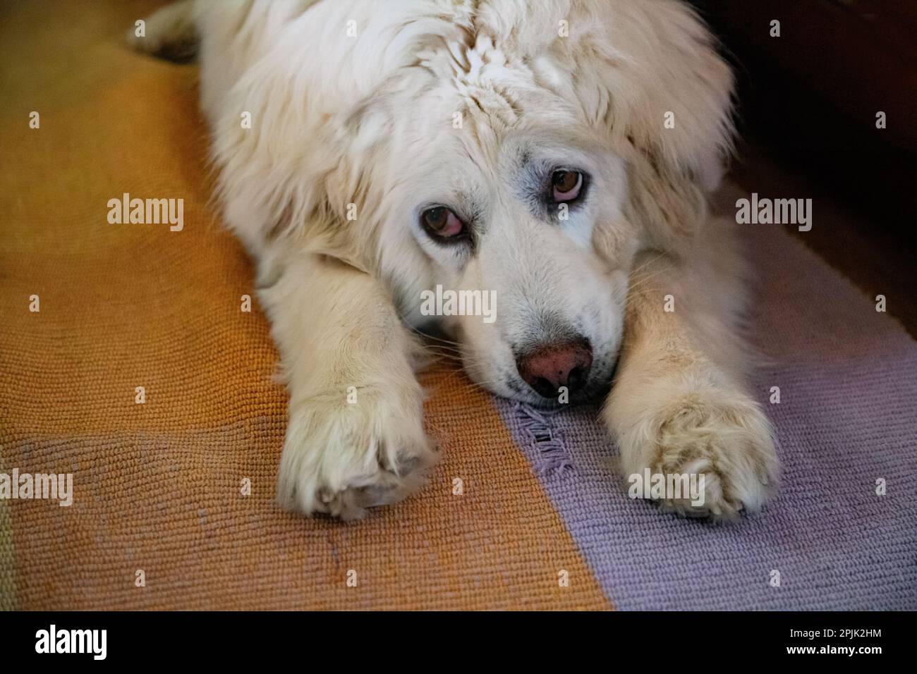 golden retriever puppy Stock Photo - Alamy golden retriever puppy Stock Photo - Alamy