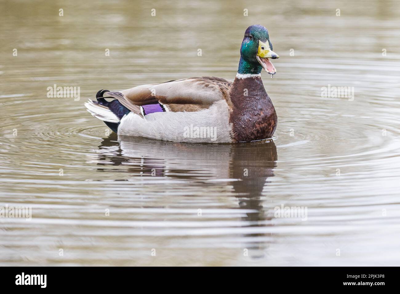Close up of a Mallard duck quacking whilst on the water surrounded by ...