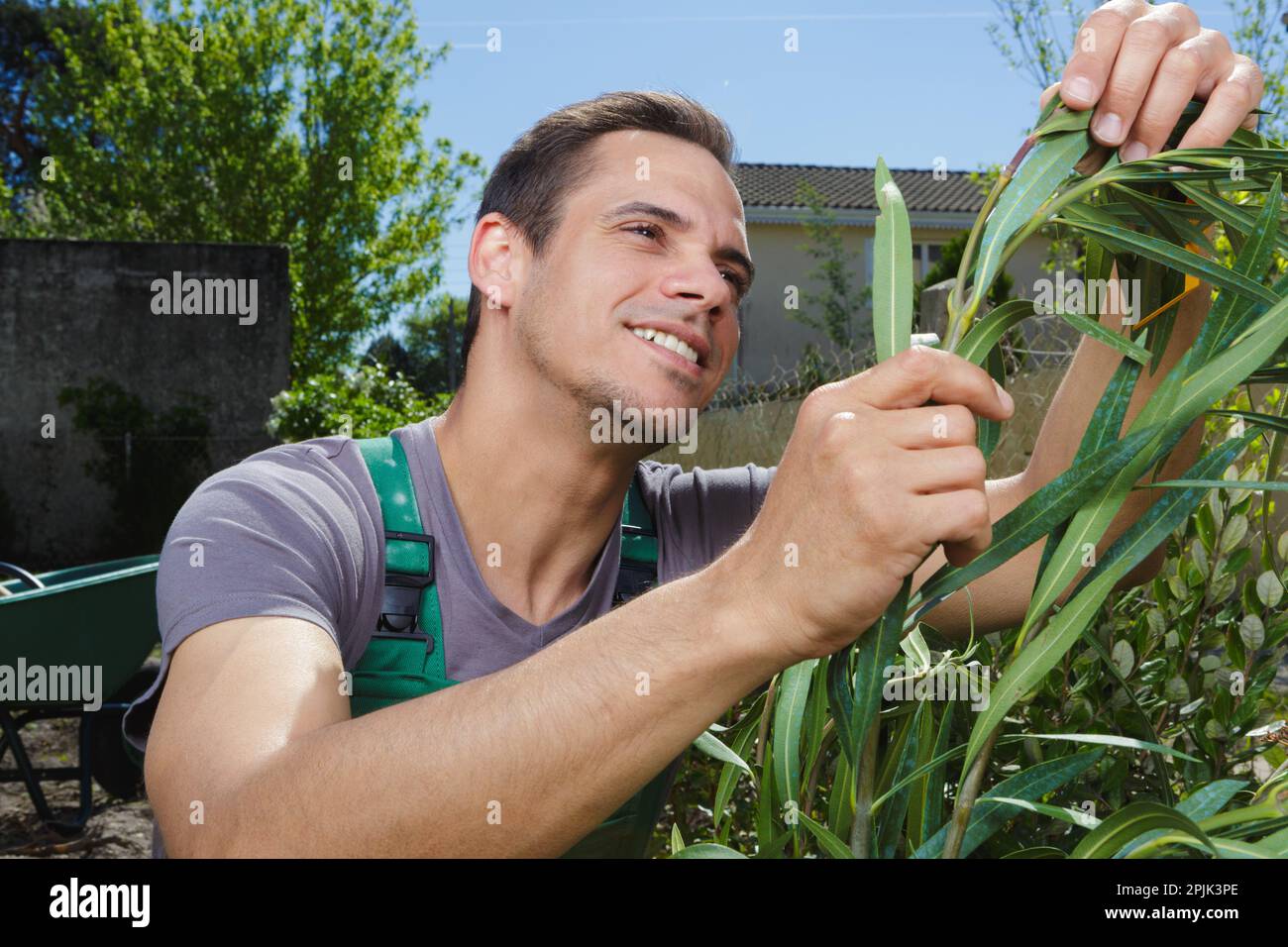 a male gardener tending plant Stock Photo - Alamy