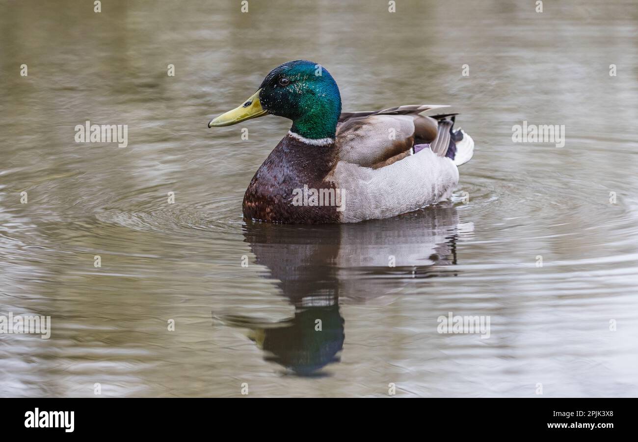 A mallard duck pictured on the waters surface reflecting back Stock ...
