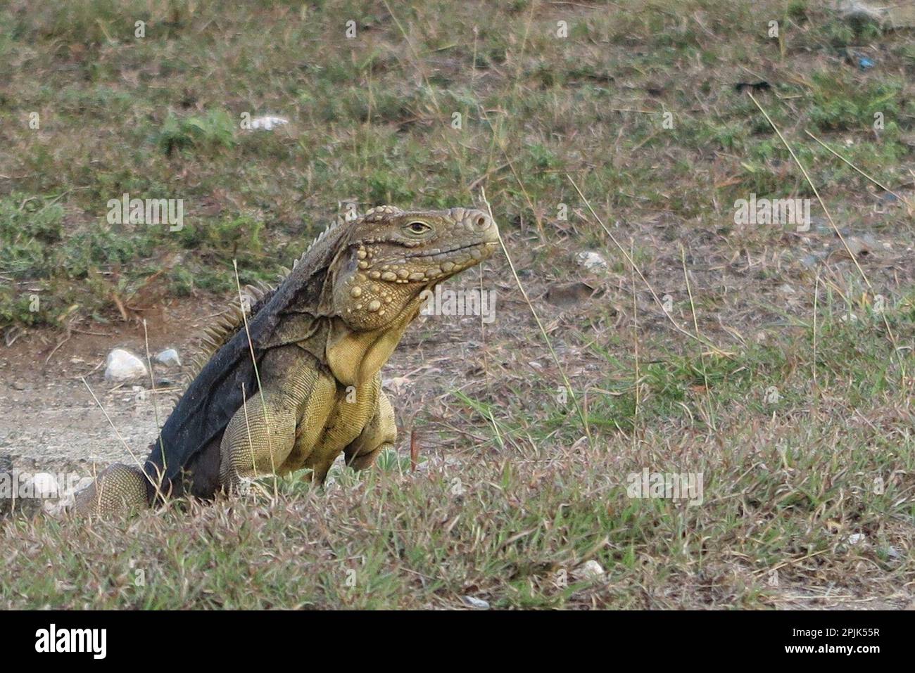 15 January 2023, Cuba, Guantánamo: An iguana sits on the side of the ...
