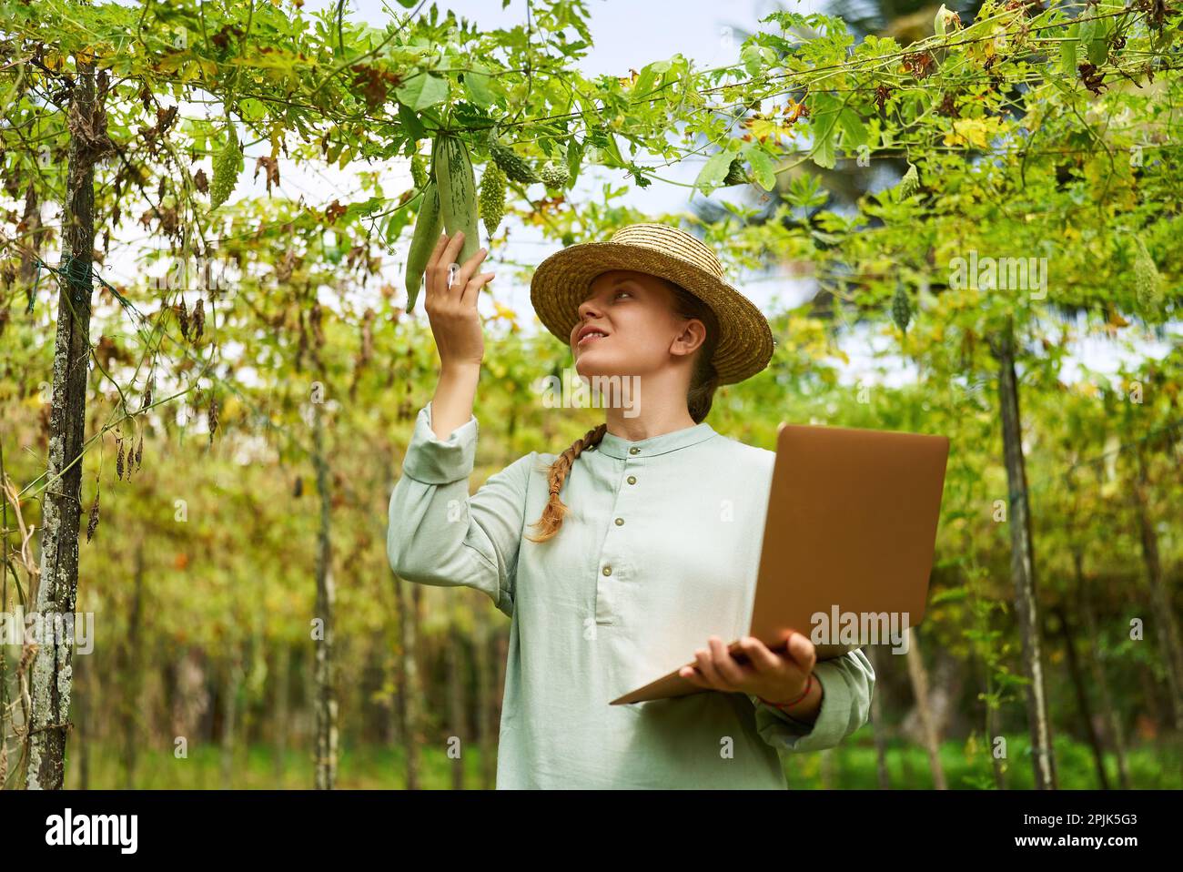 Female farmer in hat inspecting harvest on vegetable farm. Young woman ...