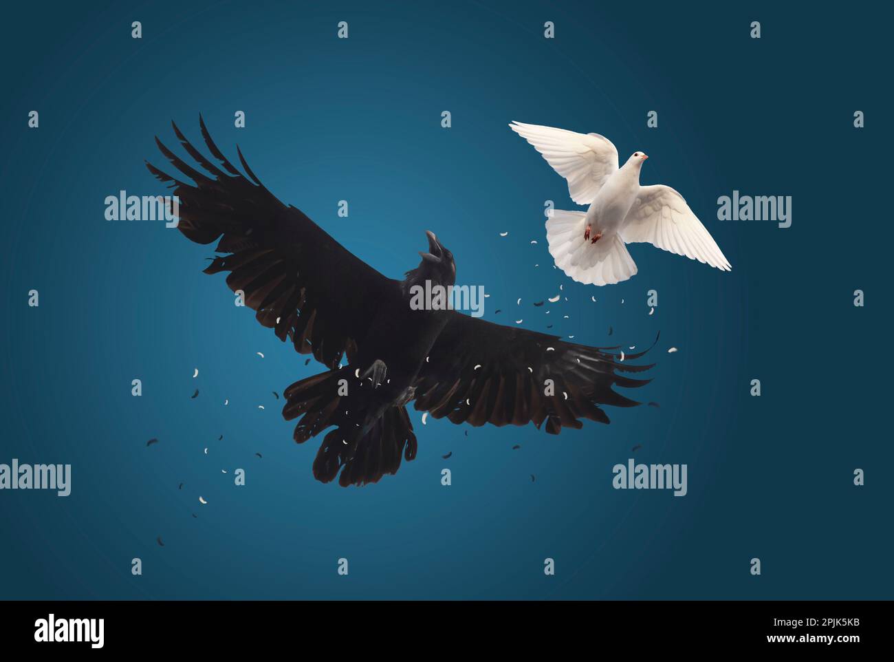 raven chasing a white dove Stock Photo - Alamy