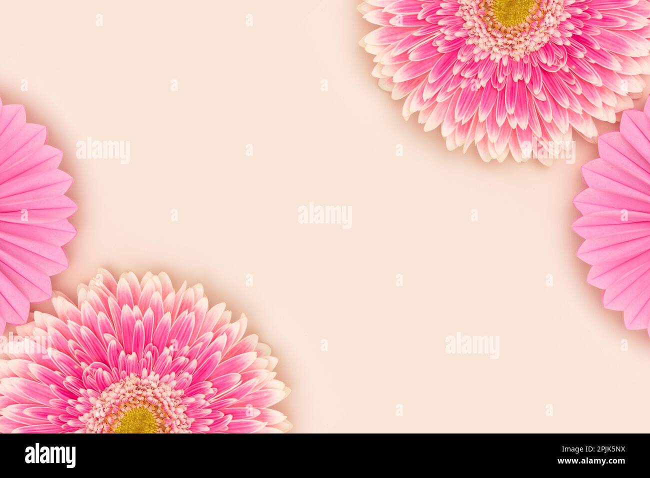 Border frame made of pink gerbera flowers and tissue paper fans on a ...