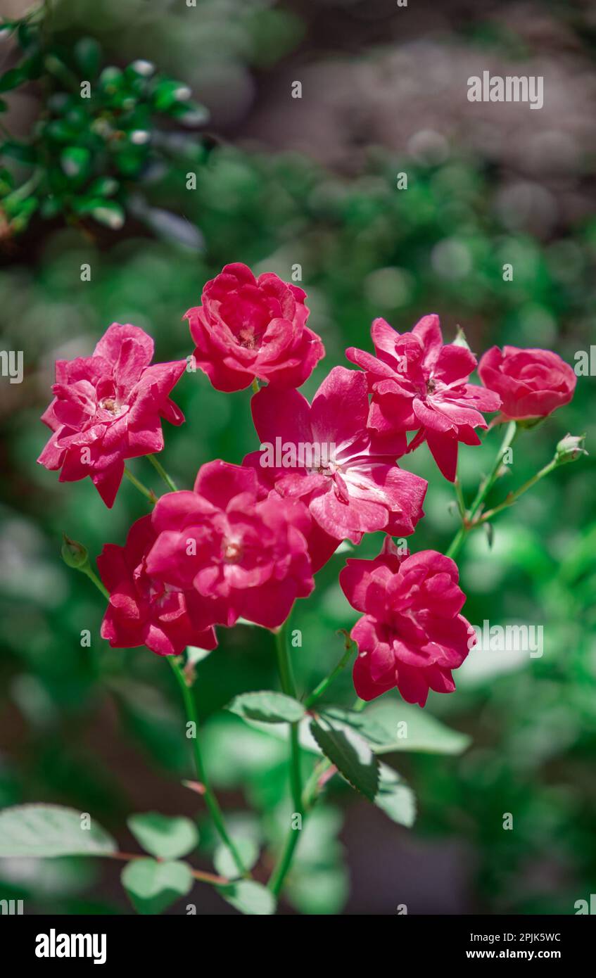 Natural Red rosses bloom as a bunch in a home garden in green ...
