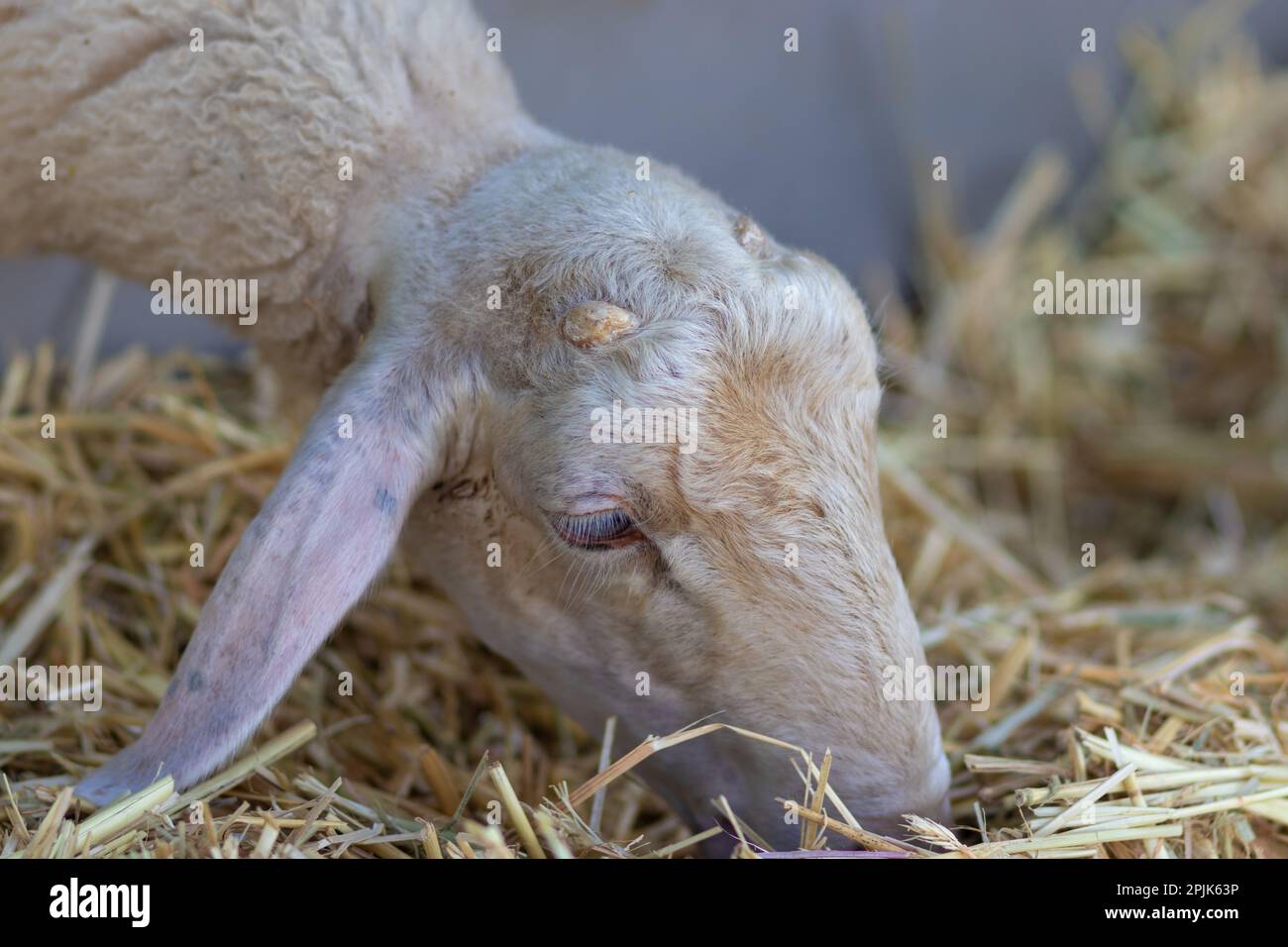 Close-up on the head of a white sheep eating straw in a barn Stock ...