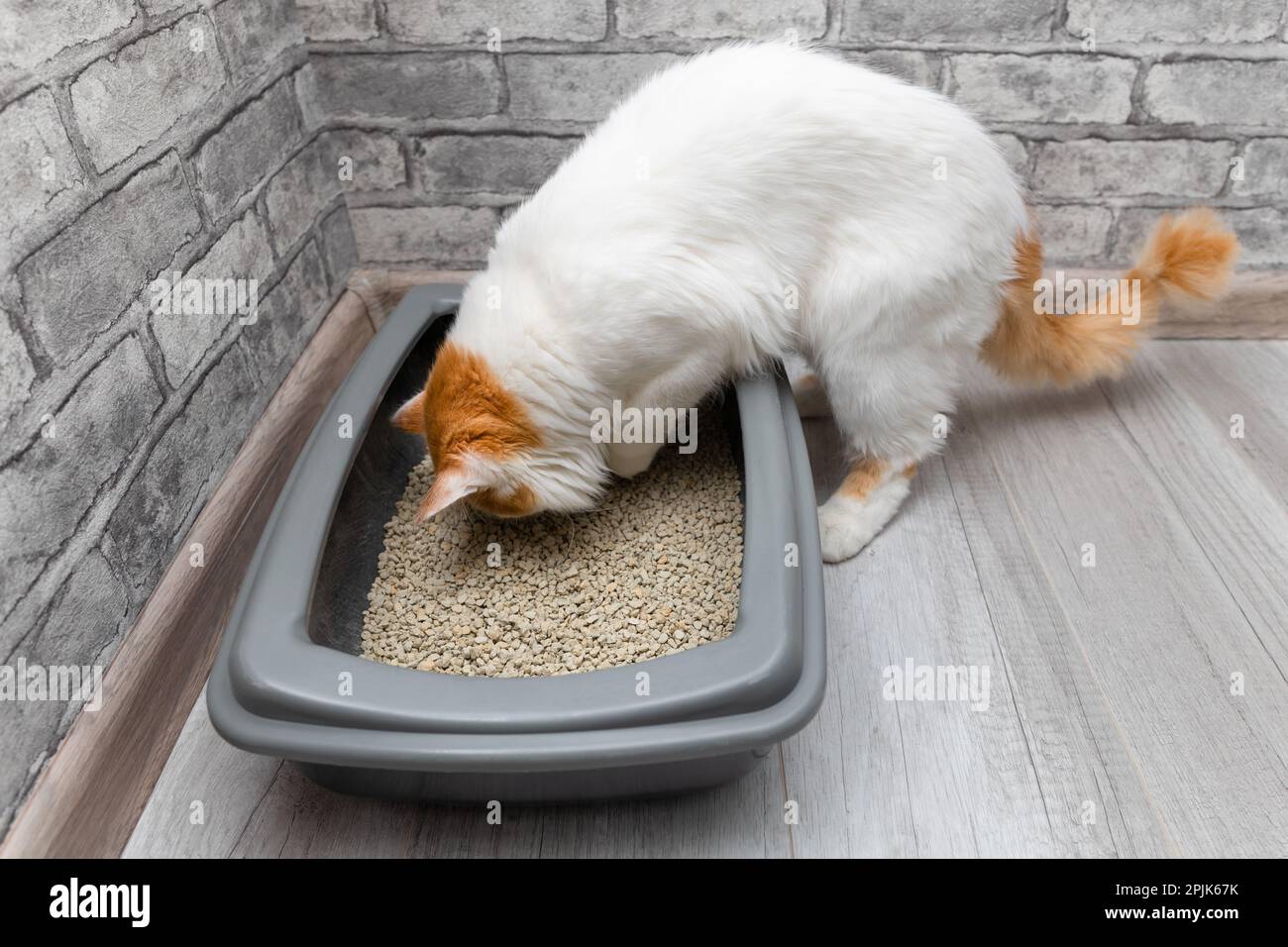 Cat looks litter box hi-res stock photography and images - Alamy