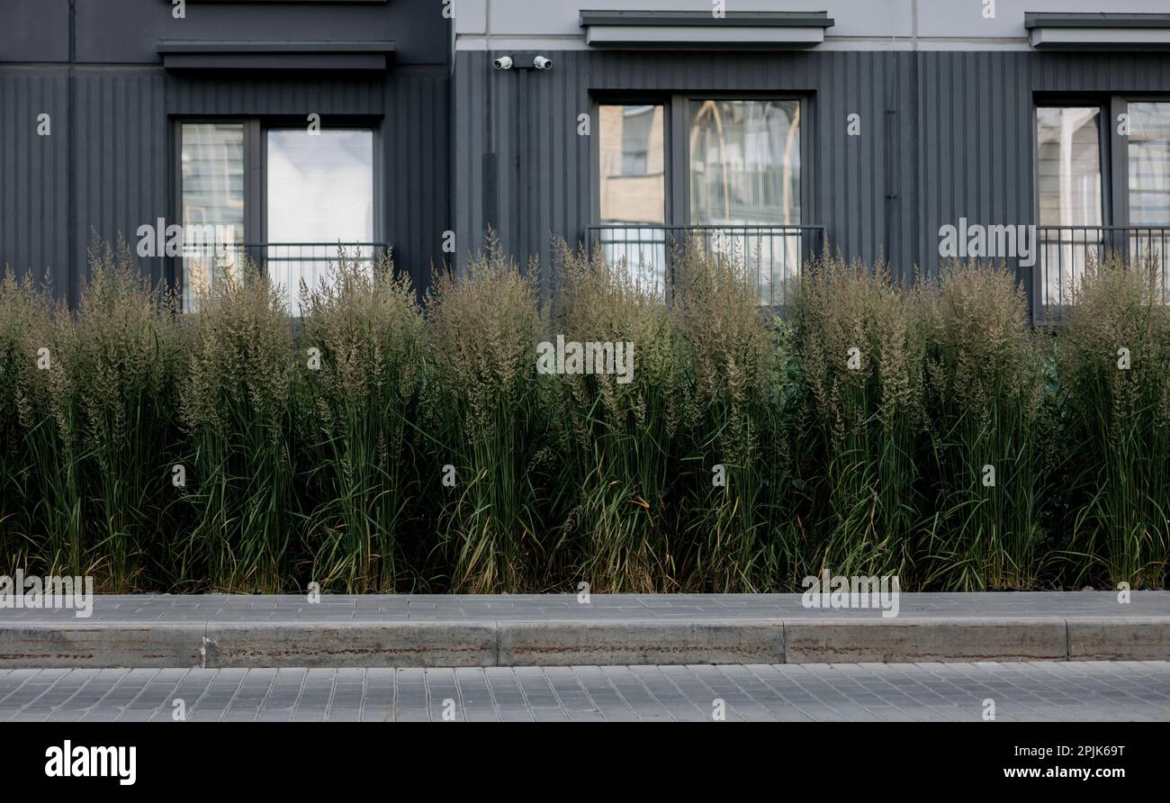 planted tall grass near a residential building. landscaping of the ...
