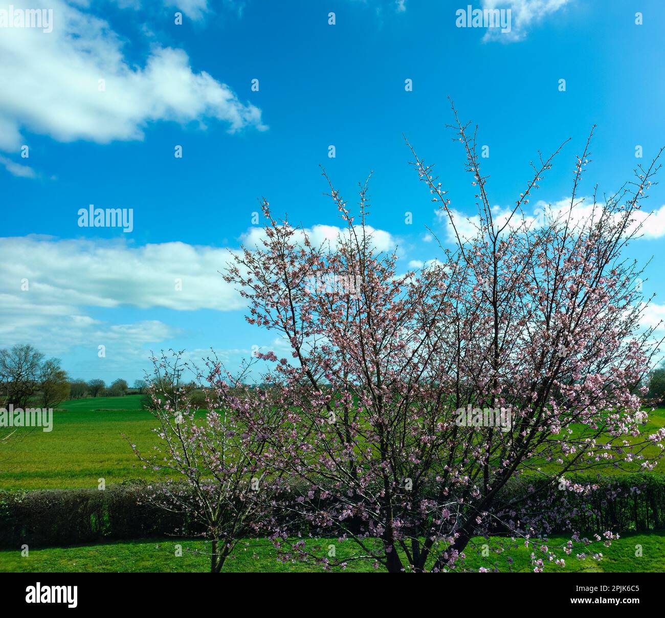 Trees starting to flower hi-res stock photography and images - Alamy