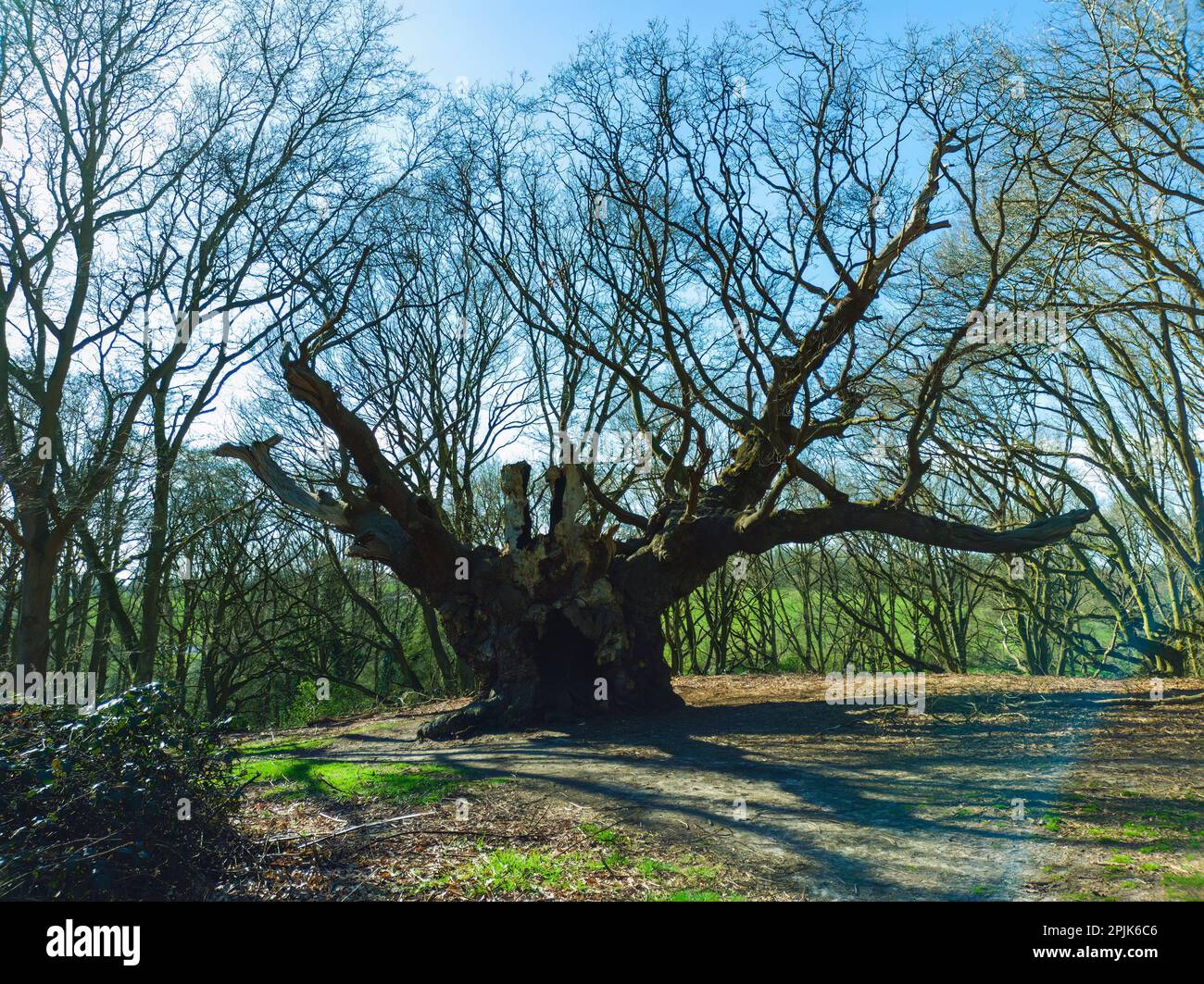 "Old Knobbly" is an 800-year old ancient oak tree in the village of ...