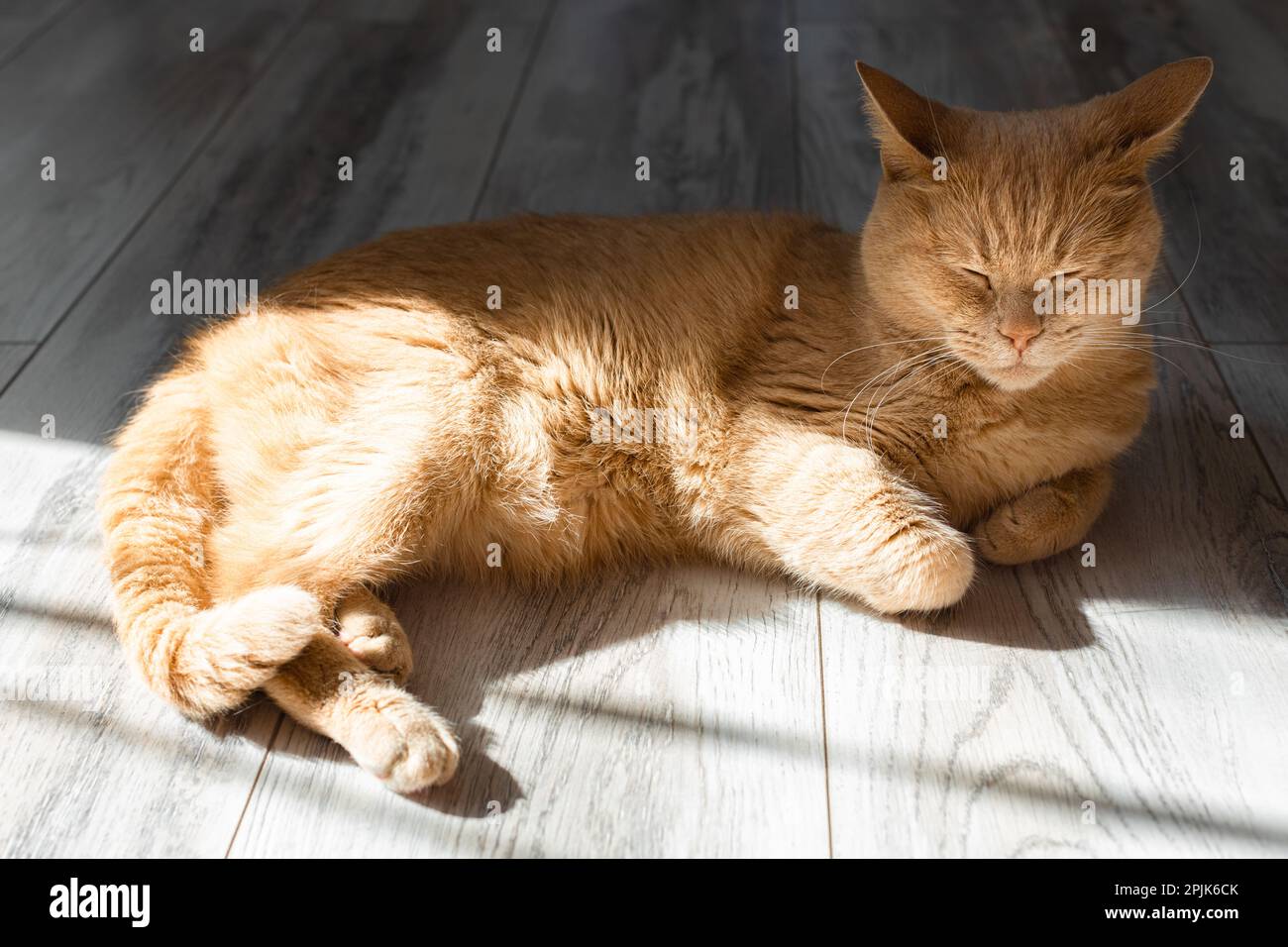 domestic cat basking in the sun lying on the floor Stock Photo - Alamy