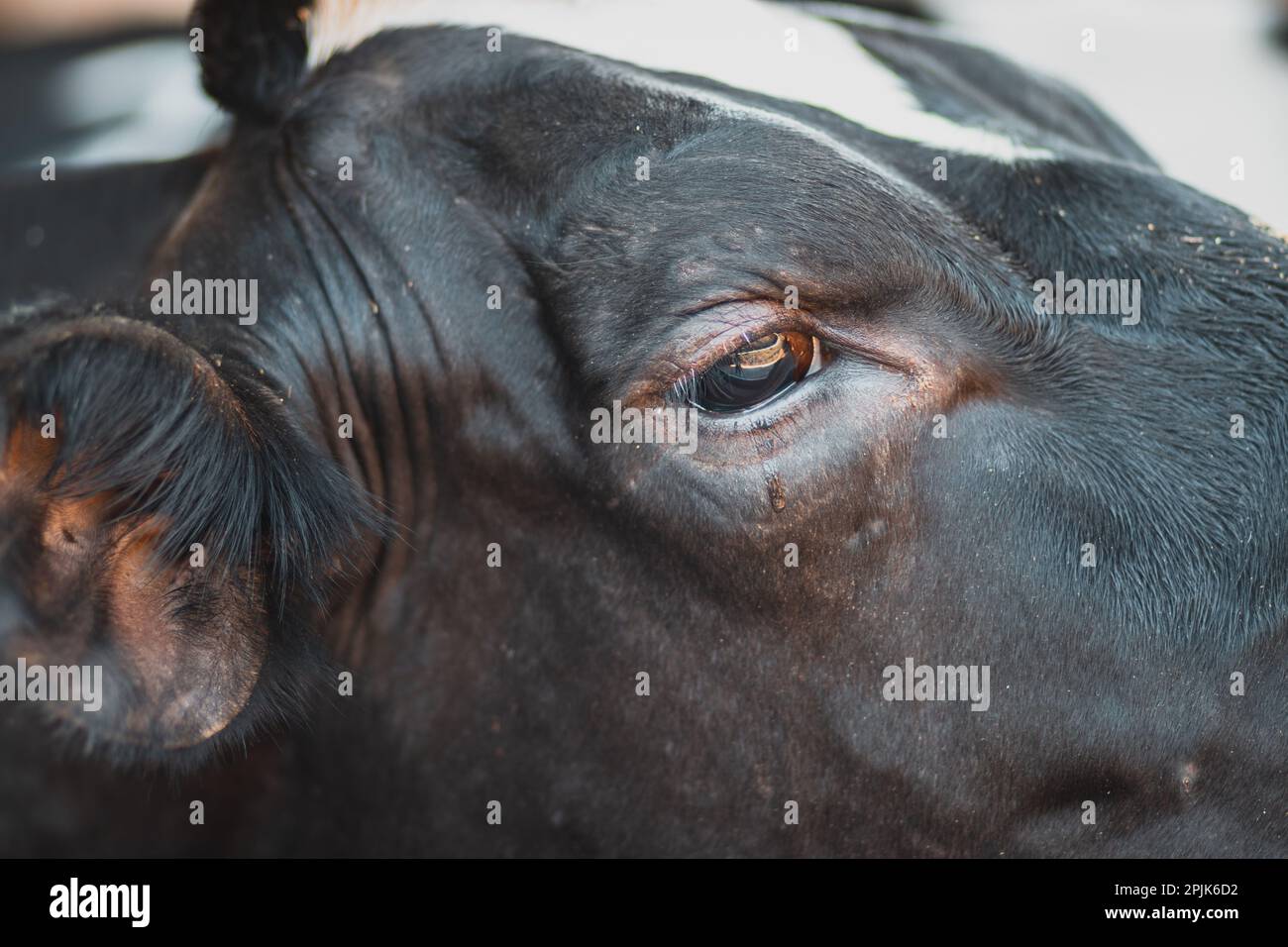 Close-up of a black cow's eye Stock Photo - Alamy
