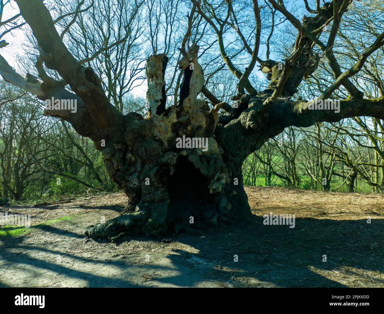 "Old Knobbly" is an 800-year old ancient oak tree in the village of ...