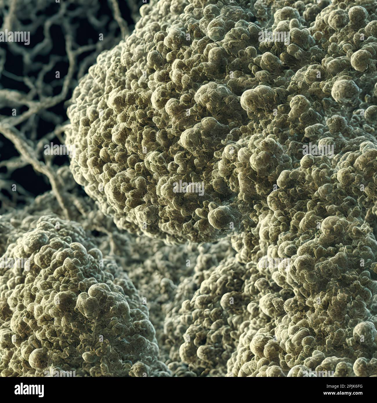 Confocal microscopy hi-res stock photography and images - Alamy