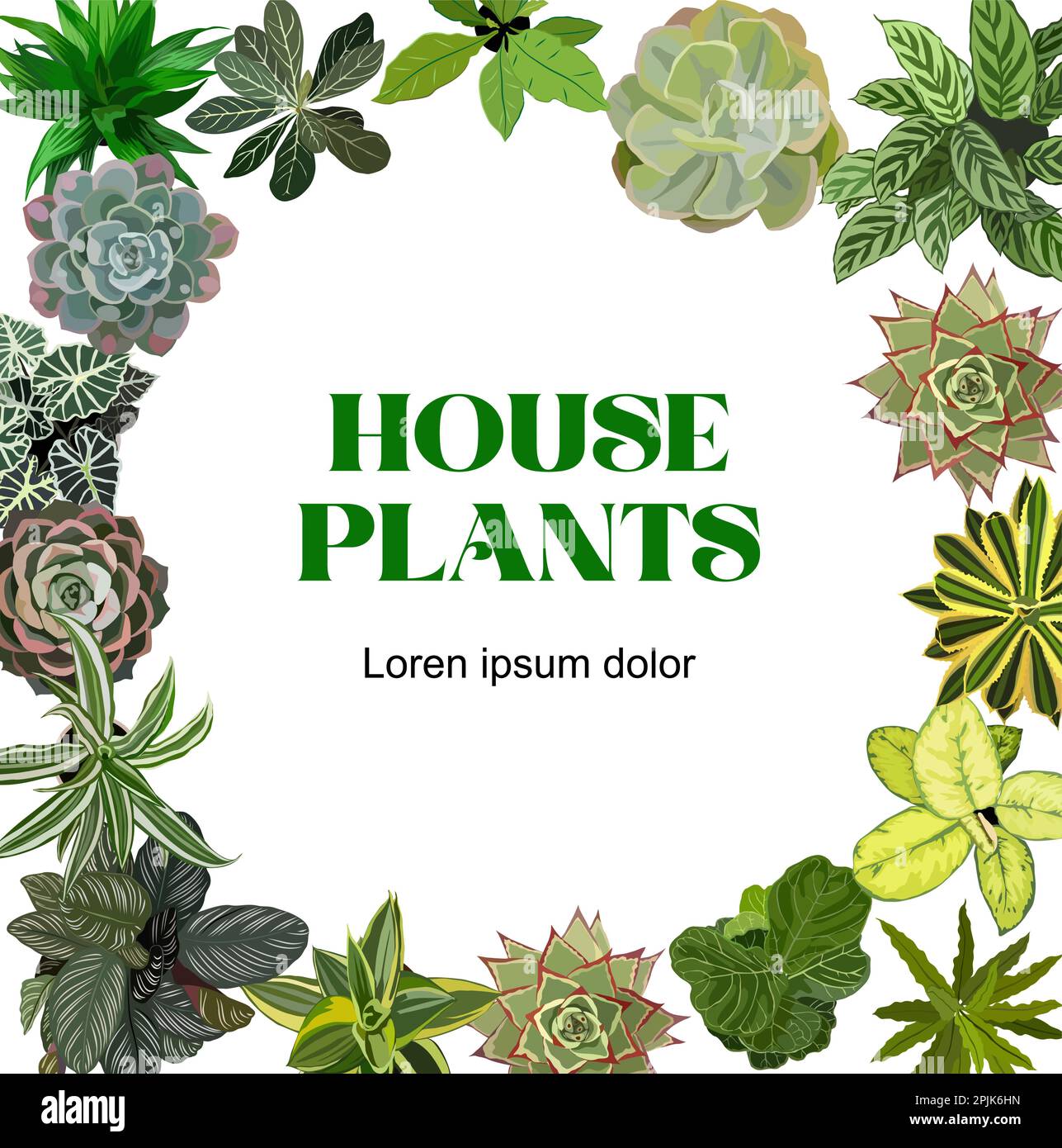 Square frame with different house plants top view Stock Vector Image ...