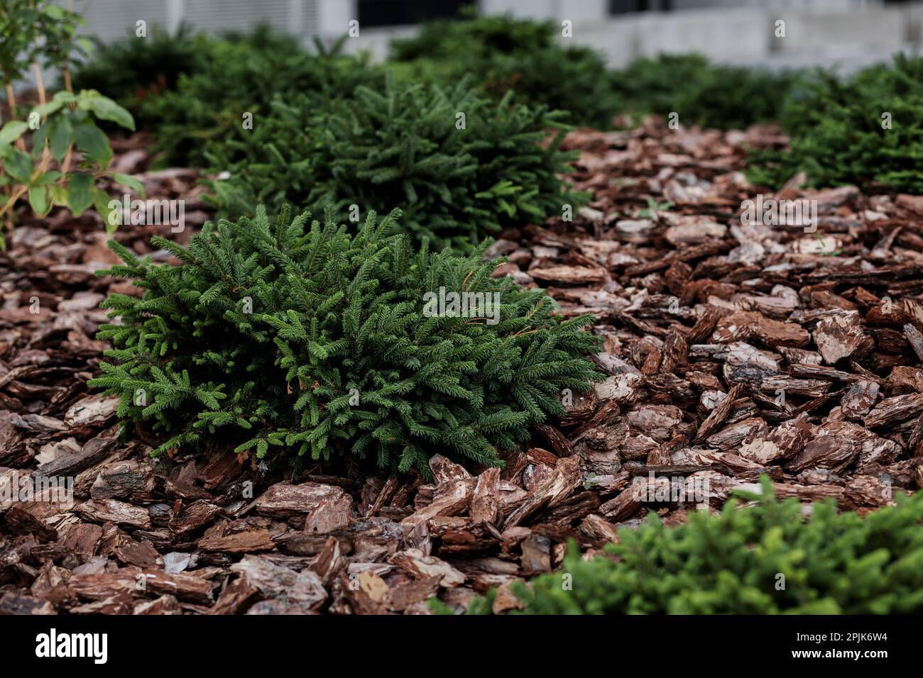 tree bark a park and fir in the background, garden bed landscaping ...