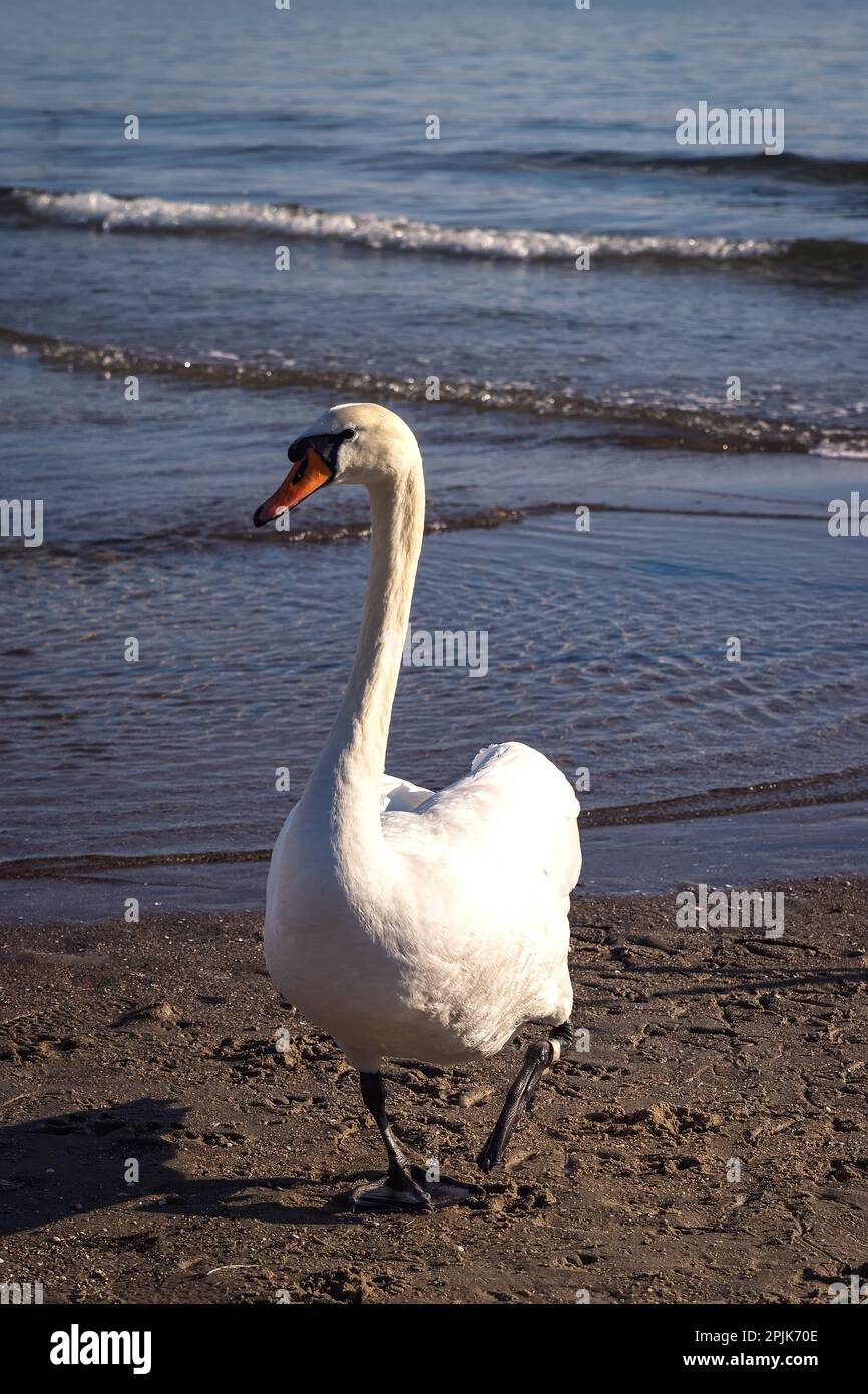 Beautiful white birds over the sea water. Cute swans on the beach in ...