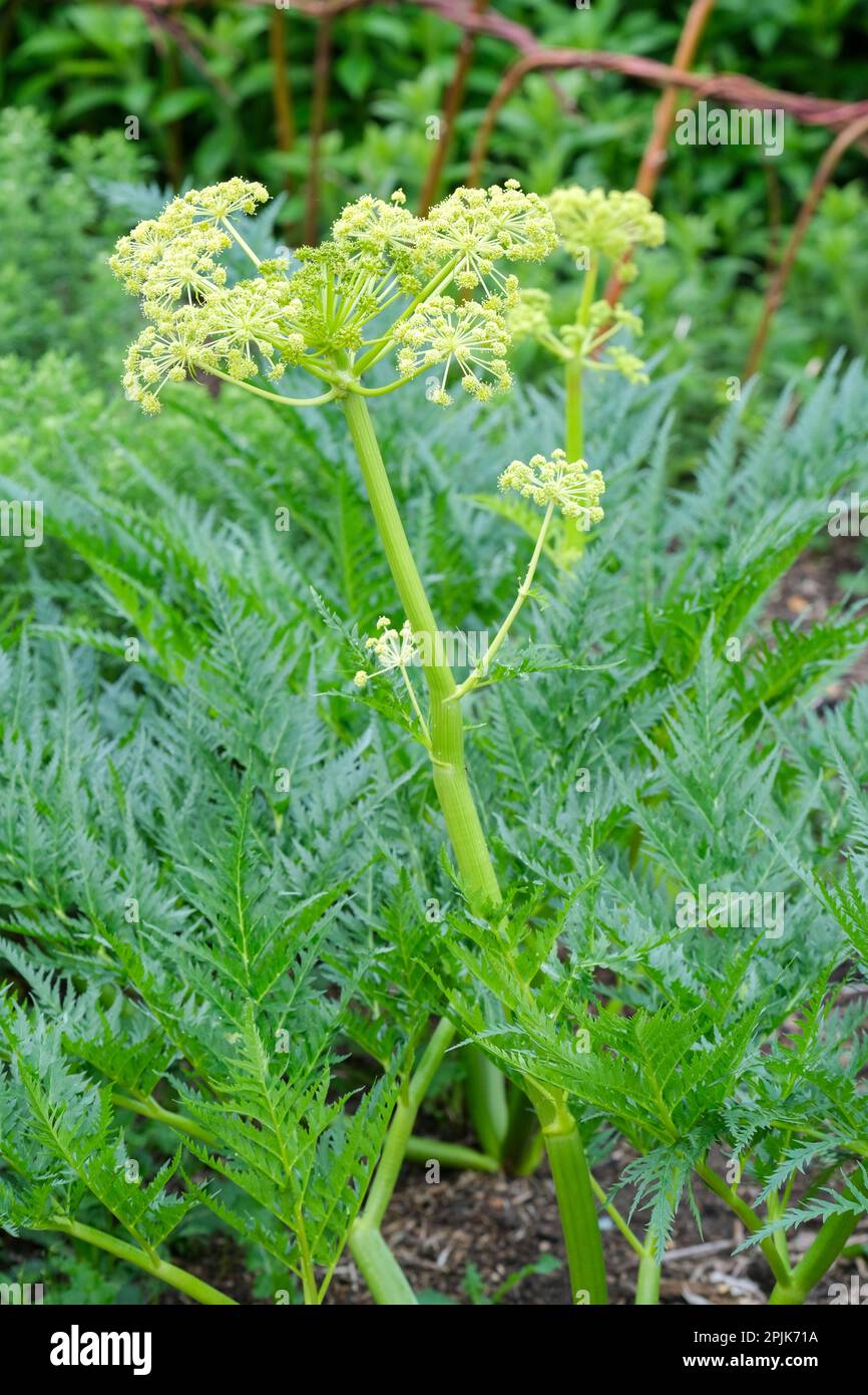 Molopospermum peloponnesiacum, striped hemlock, perennial, small pale ...
