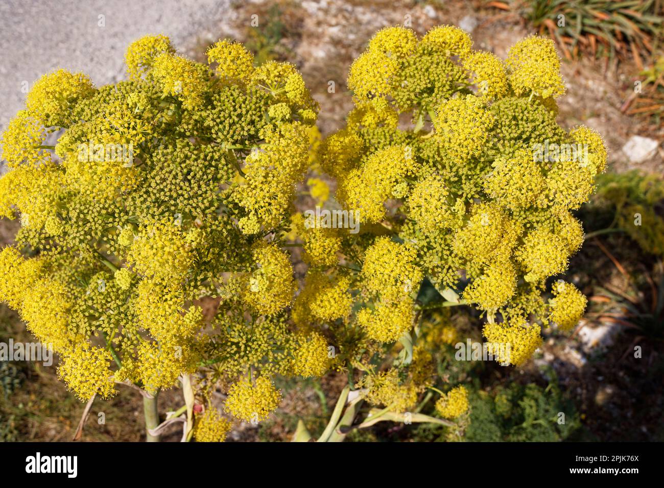 Dingli cliffs, Malta. 23rd Mar, 2023. Maltese Giant Fennel (Ferula ...