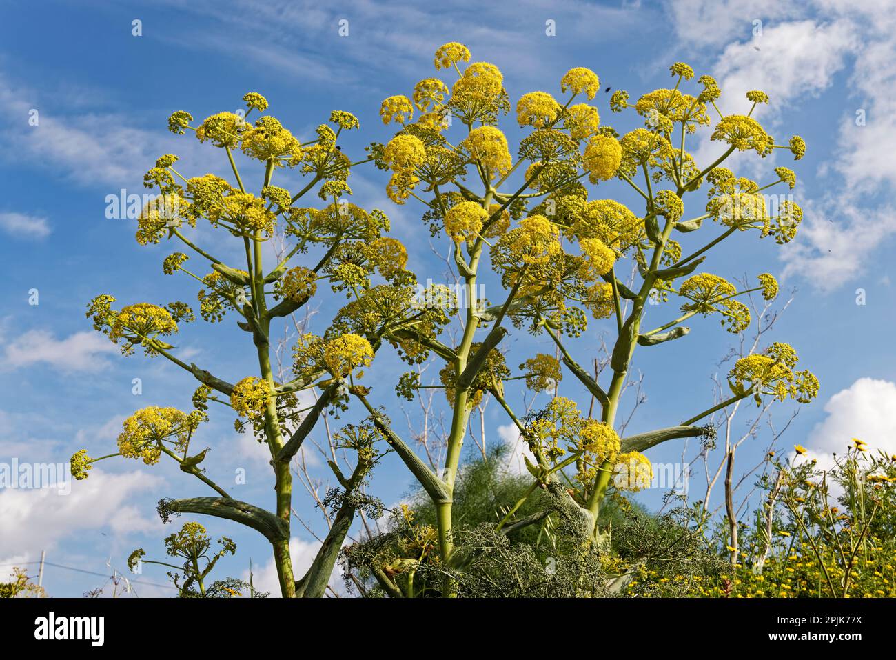 Dingli cliffs, Malta. 23rd Mar, 2023. Maltese Giant Fennel (Ferula ...
