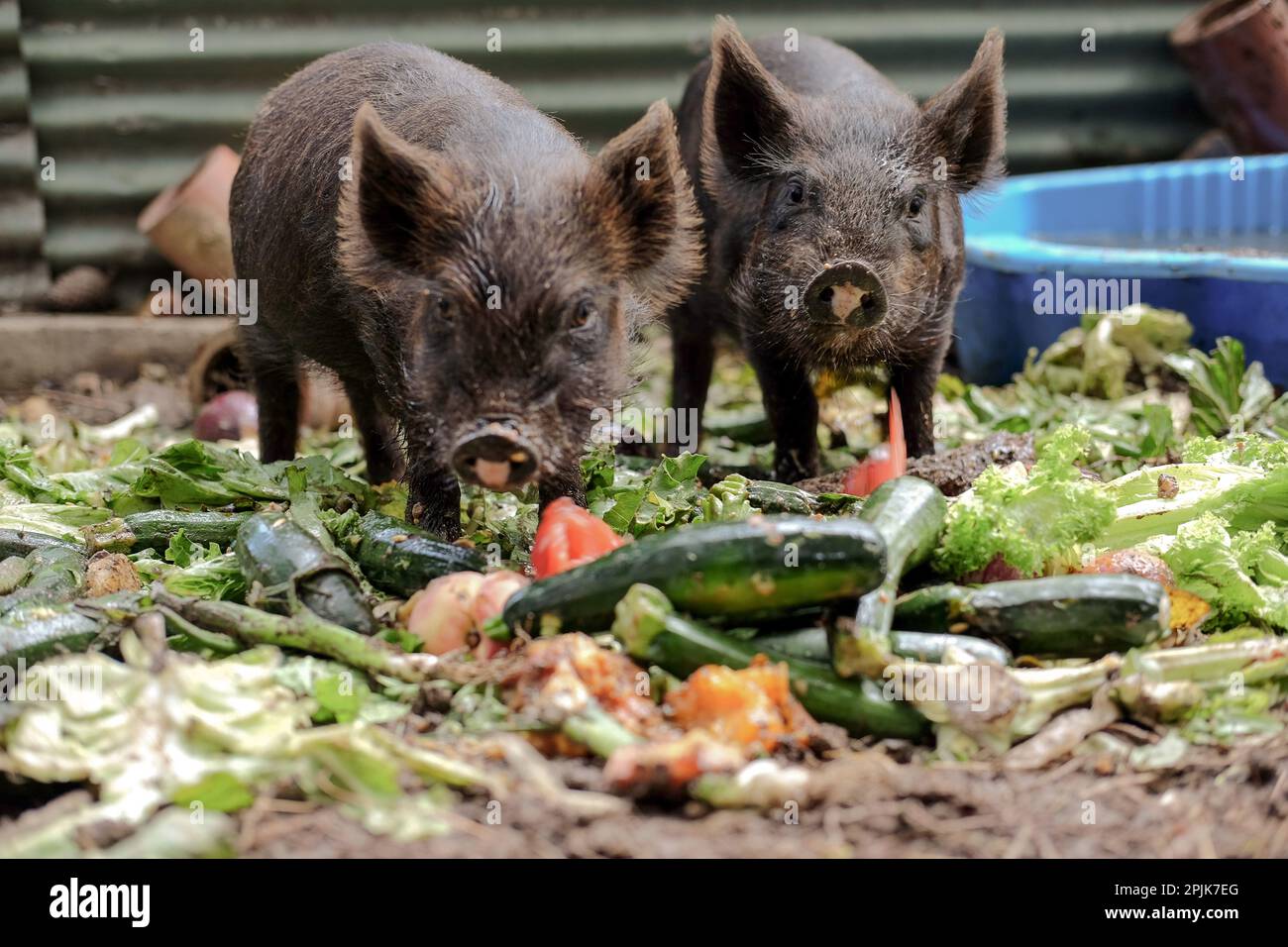 Four piglets feeding farm hi-res stock photography and images - Alamy