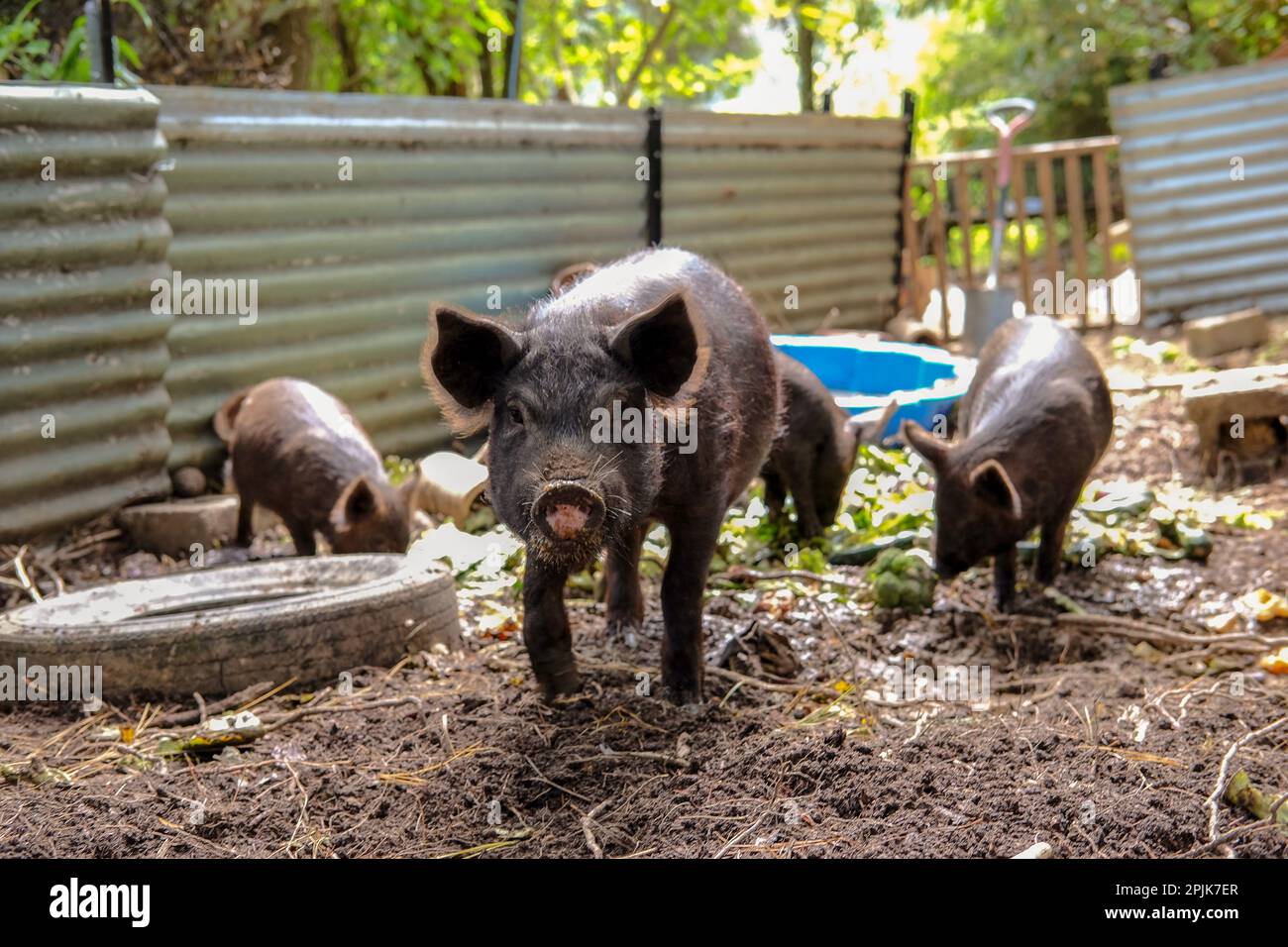 Pigs eating vegetables hi-res stock photography and images - Alamy