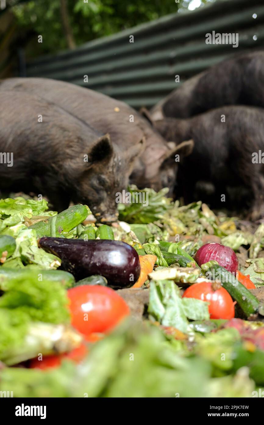 Domestic pigs forage hi-res stock photography and images - Alamy