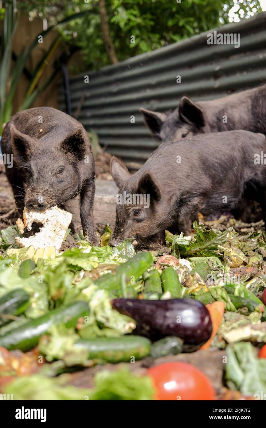 Four piglets feeding farm hi-res stock photography and images - Alamy