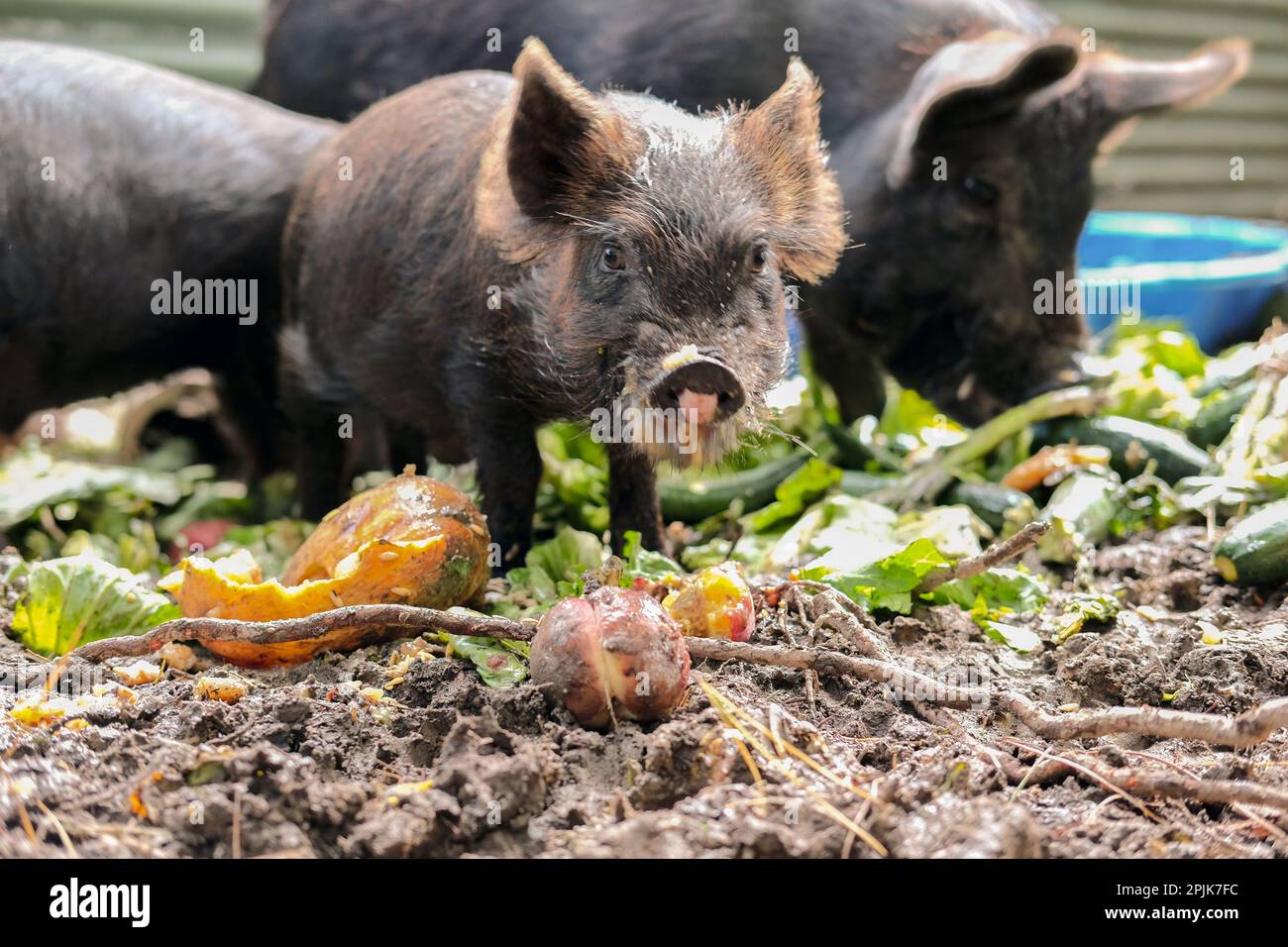 Happy pigs hi-res stock photography and images - Alamy