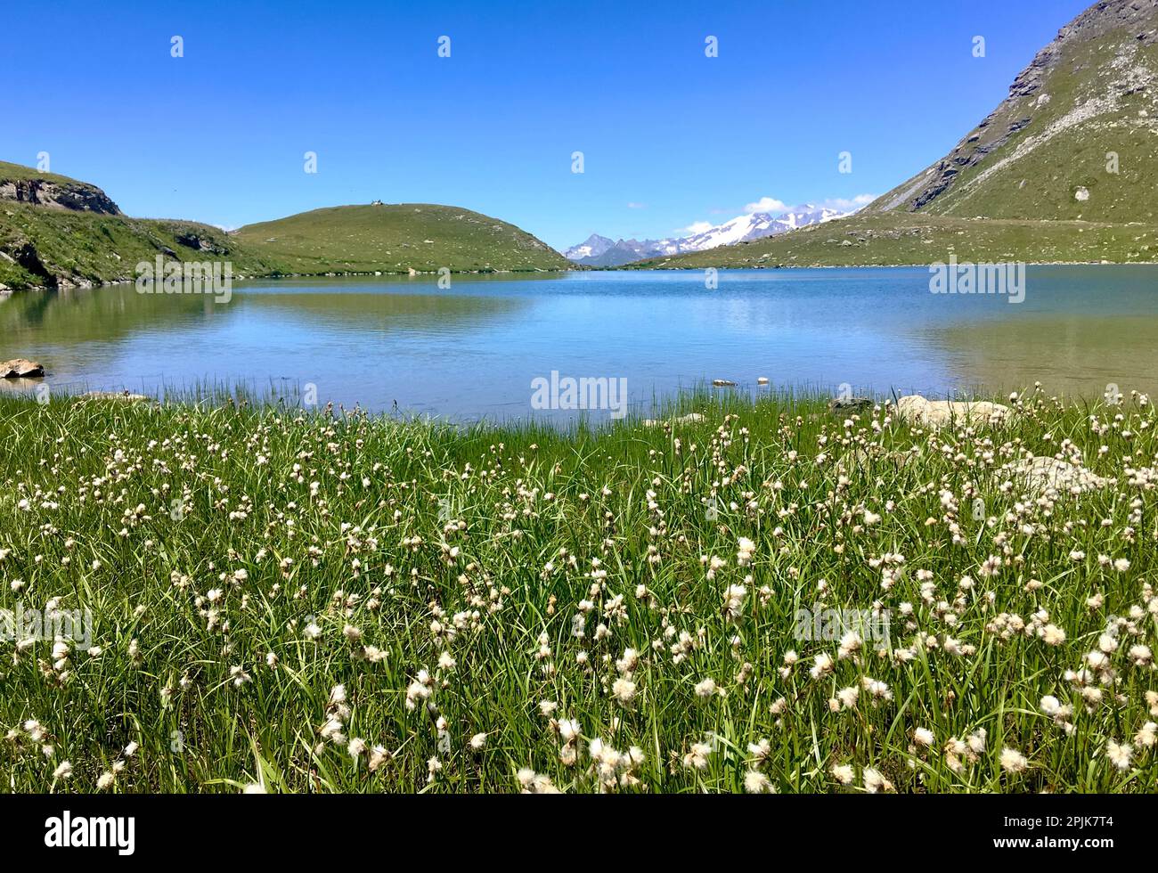 linaigrette flowers cotton grass in a meadow next to a lake in alpine ...