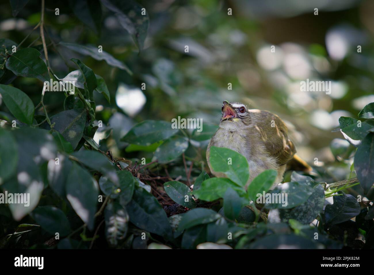 Starring at camera hi-res stock photography and images - Alamy