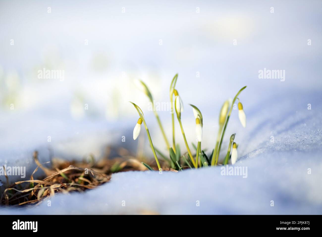 Galanthus nivalis, the snowdrop or common snowdrop, is the best-known ...
