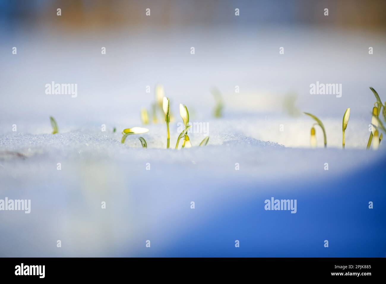 Galanthus nivalis, the snowdrop or common snowdrop, is the best-known ...