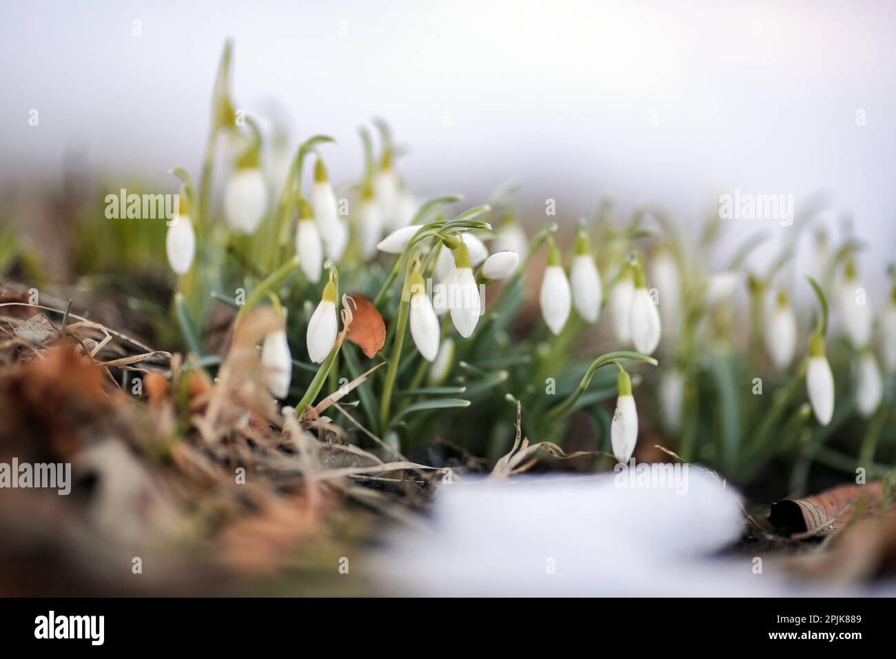Galanthus nivalis, the snowdrop or common snowdrop, is the best-known ...
