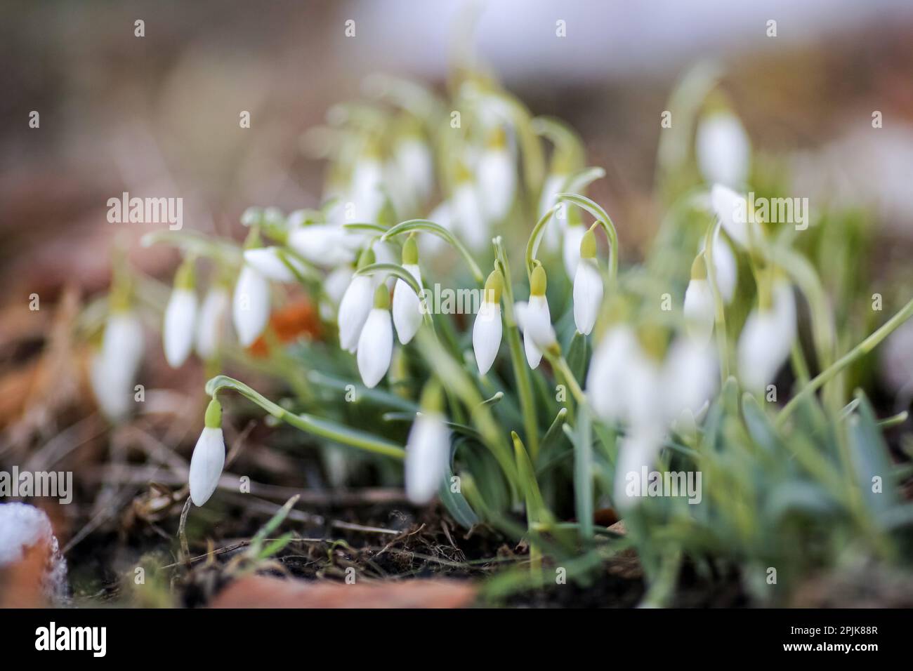 Galanthus nivalis, the snowdrop or common snowdrop, is the best-known ...