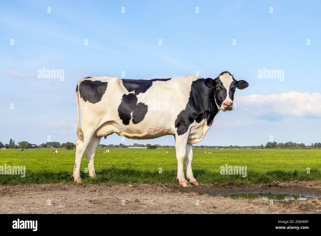 Lonely cow on a path in a field black and white, standing milk cattle ...