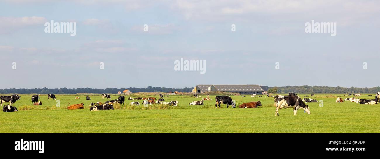 Grazing and lying cows in the pasture, a herd peaceful and sunny in a ...