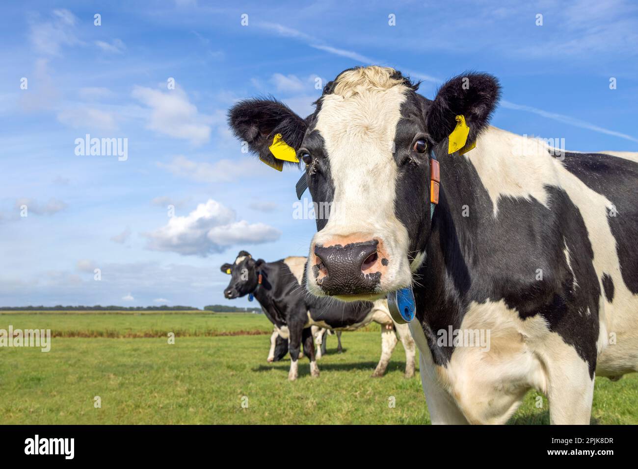 One cow looking inquisitive, at the corner right side looking medium ...