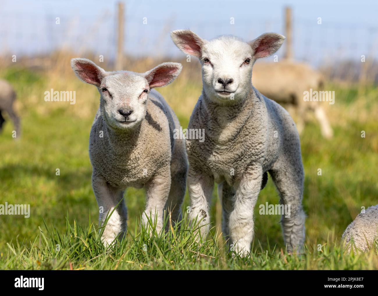 Two cute lambs standing next to each other in a green pasture, lambkins side by side, happy and ...