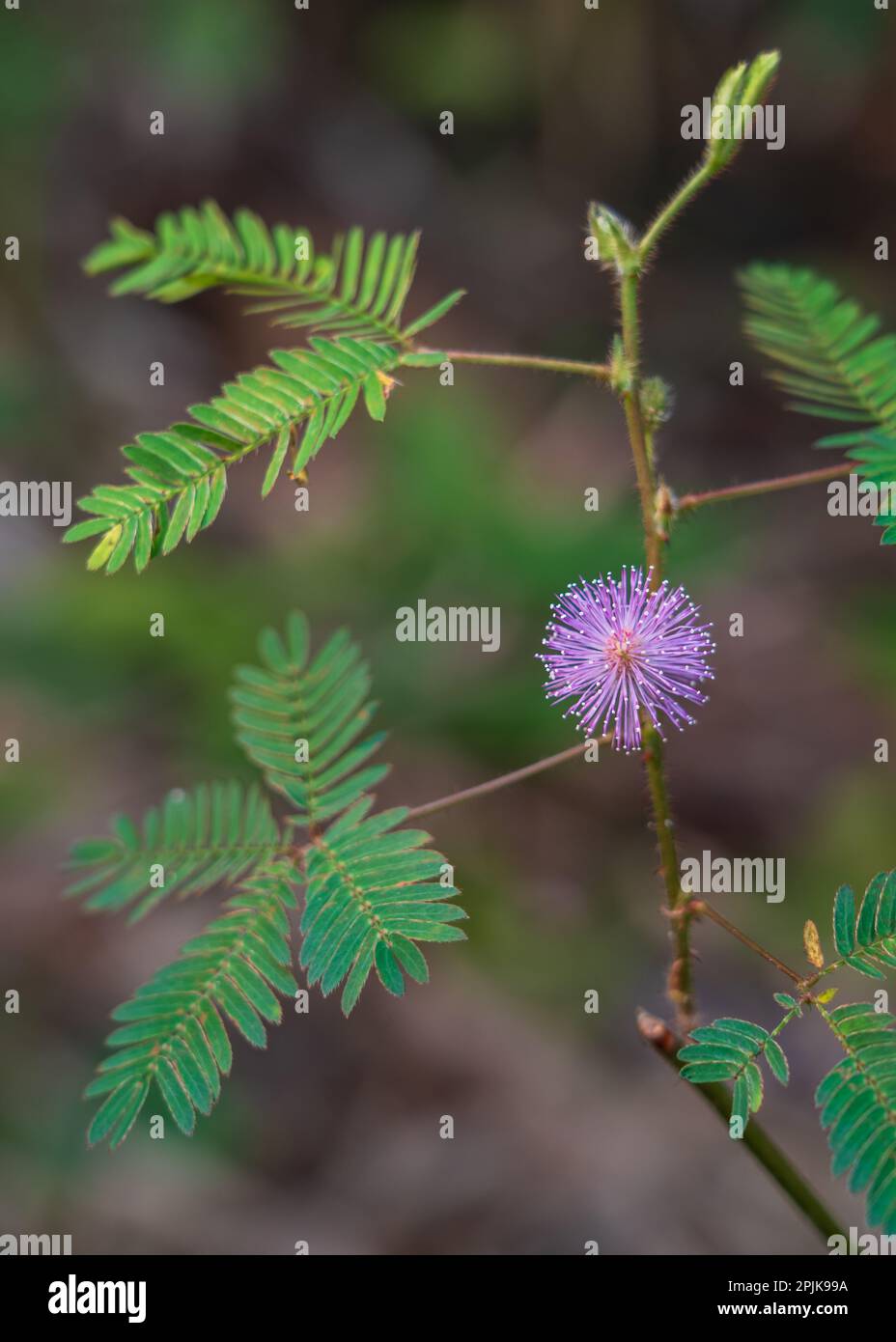 Closeup view of purple pink flower and bright green foliage of mimosa ...