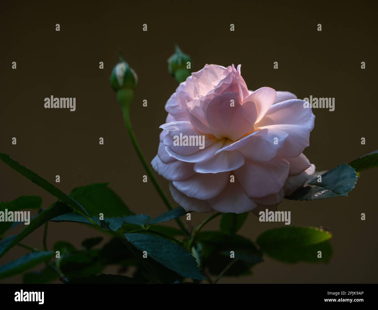 Closeup view of fresh blooming light creamy pink rose with buds and ...